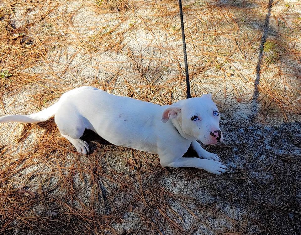 Precious | Passion 4 Paws