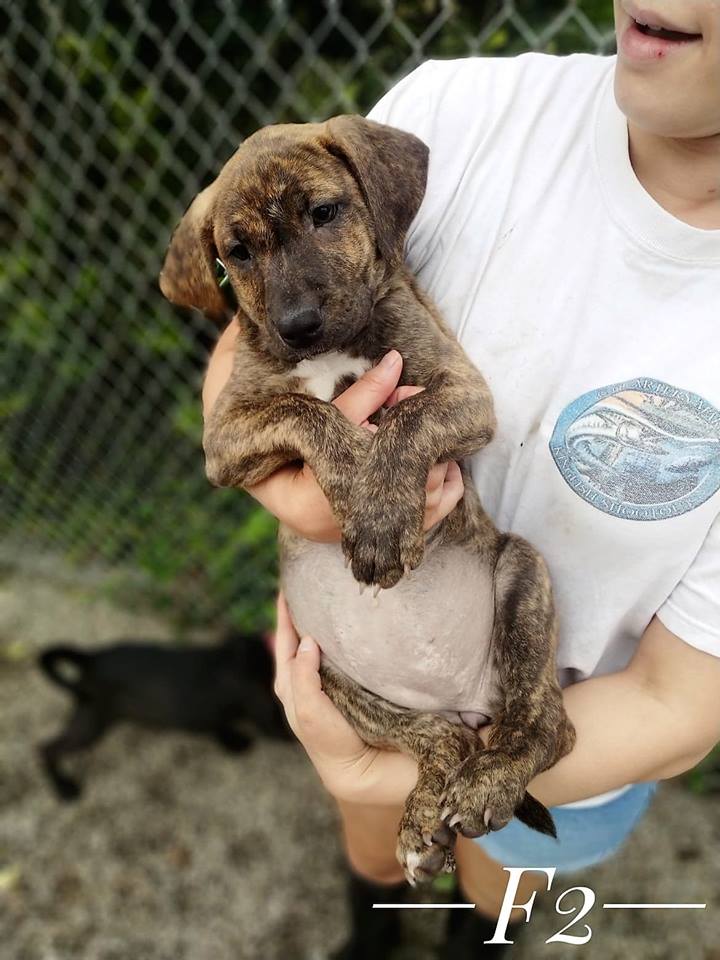 Mali | Passion 4 Paws