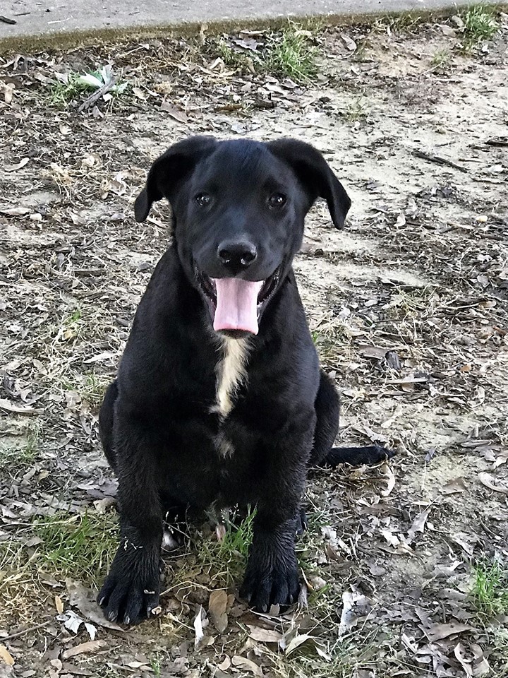 Clark | Passion 4 Paws