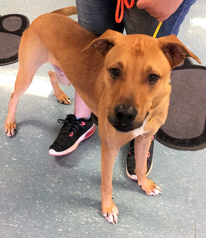 Debo | Passion 4 Paws
