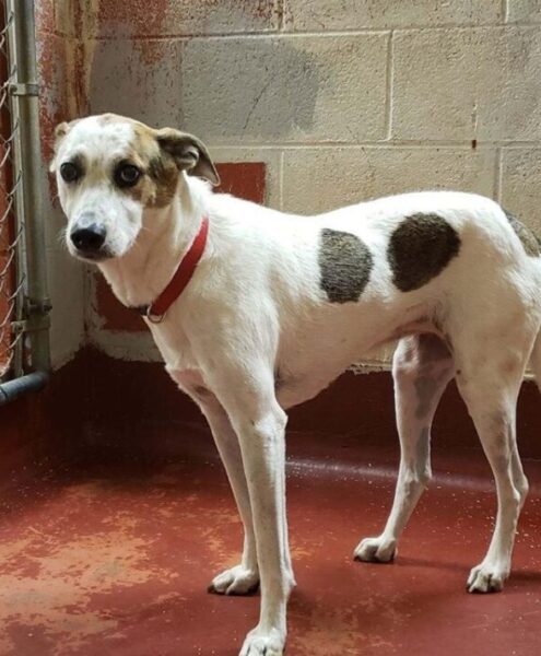 Passion 4 Paws | Vermont Dog Rescue | Adopt a Dog & Save a Life