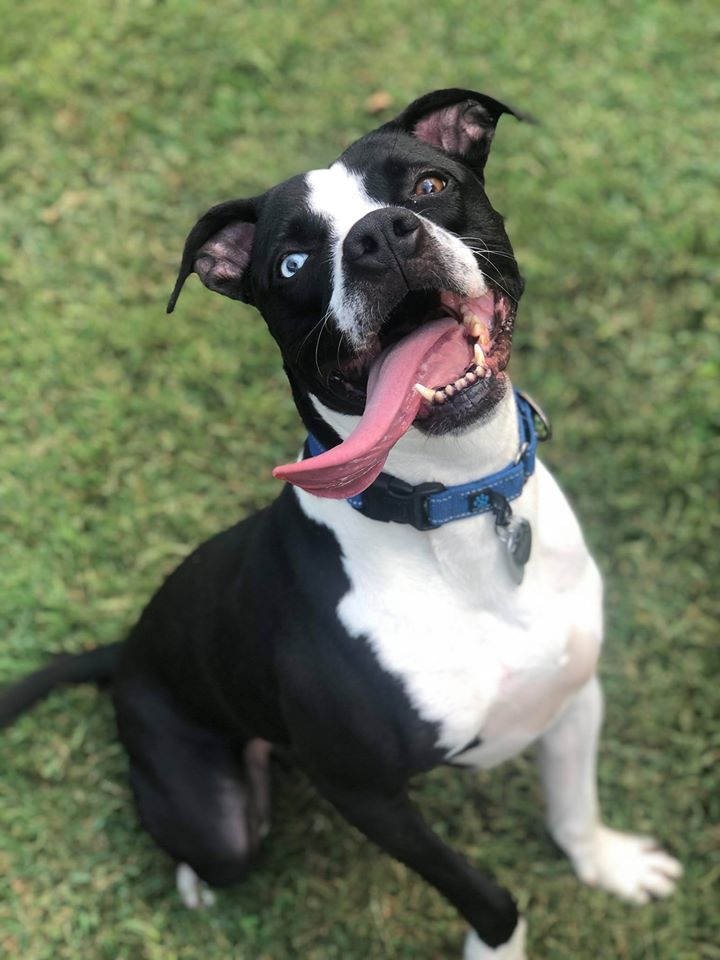 Anna | Passion 4 Paws