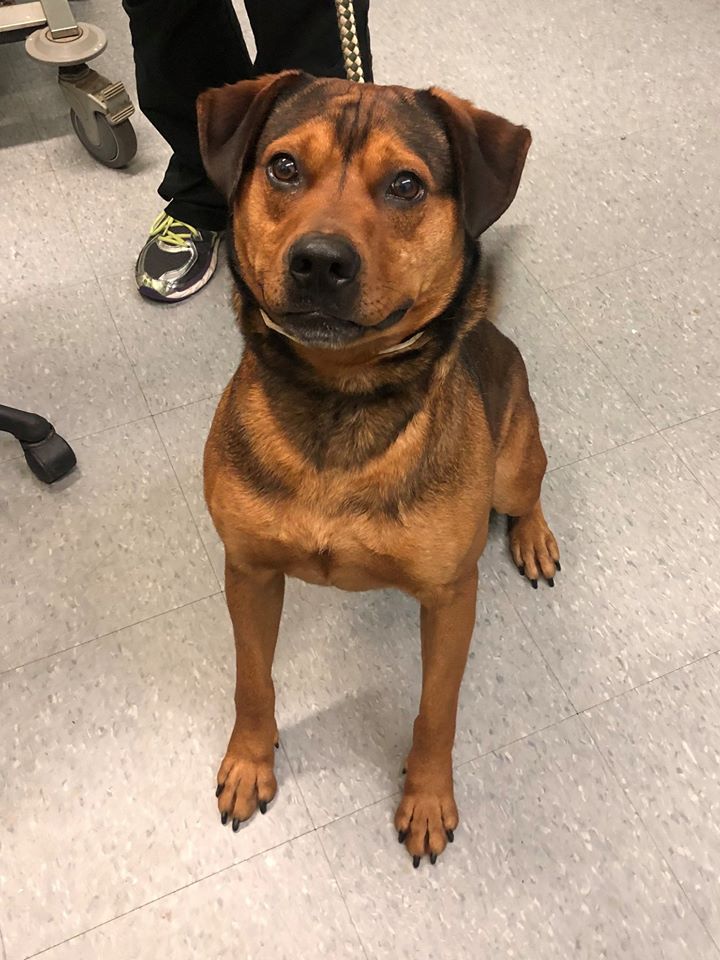 Carver | Passion 4 Paws