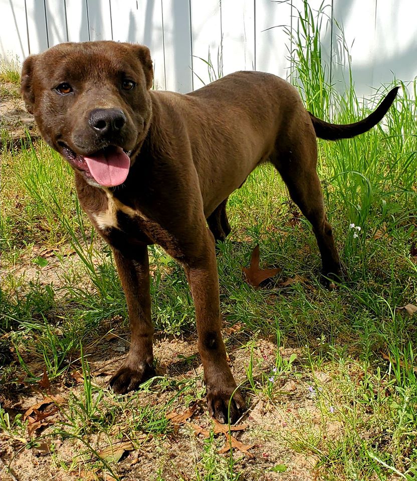Trooper | Passion 4 Paws