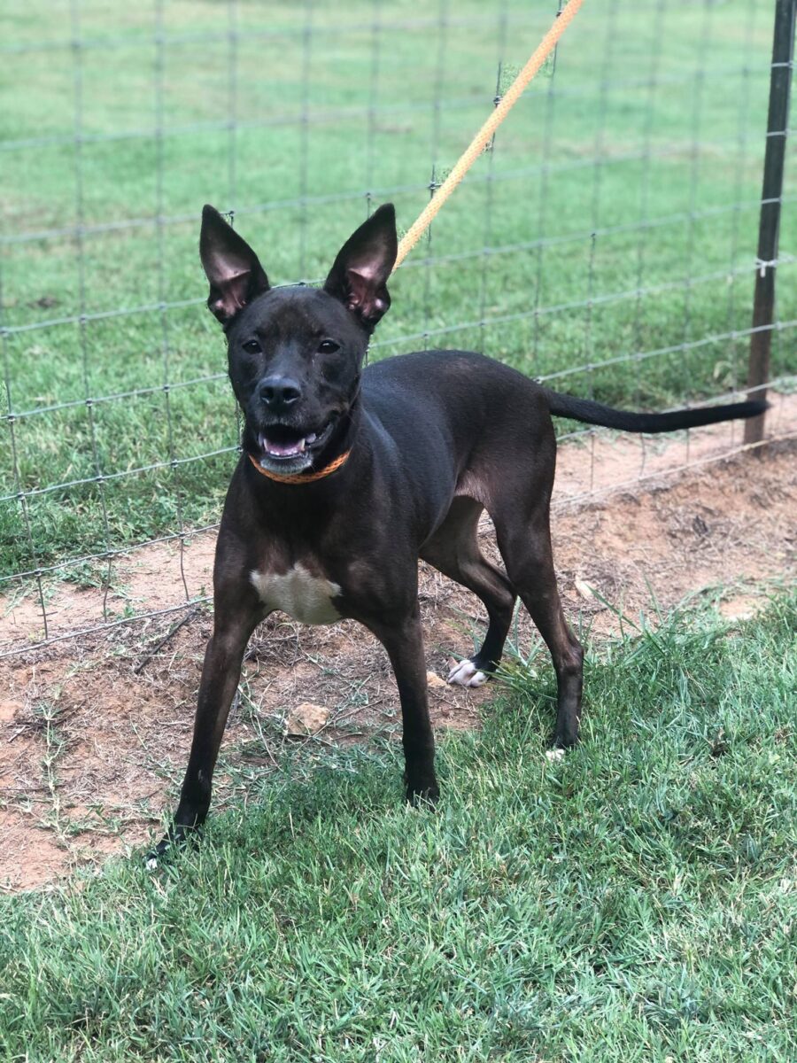 Sady | Passion 4 Paws