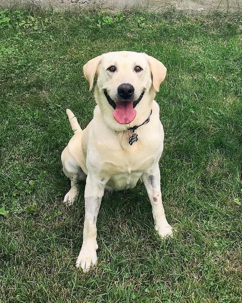 Charlie | Passion 4 Paws
