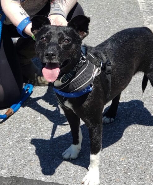 Dogs Available for Adoption | Puppies, Young Dogs, Adult Dogs & Seniors