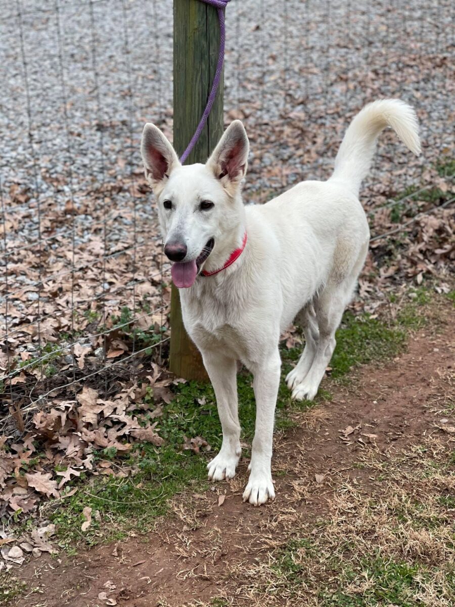 Princess Passion 4 Paws