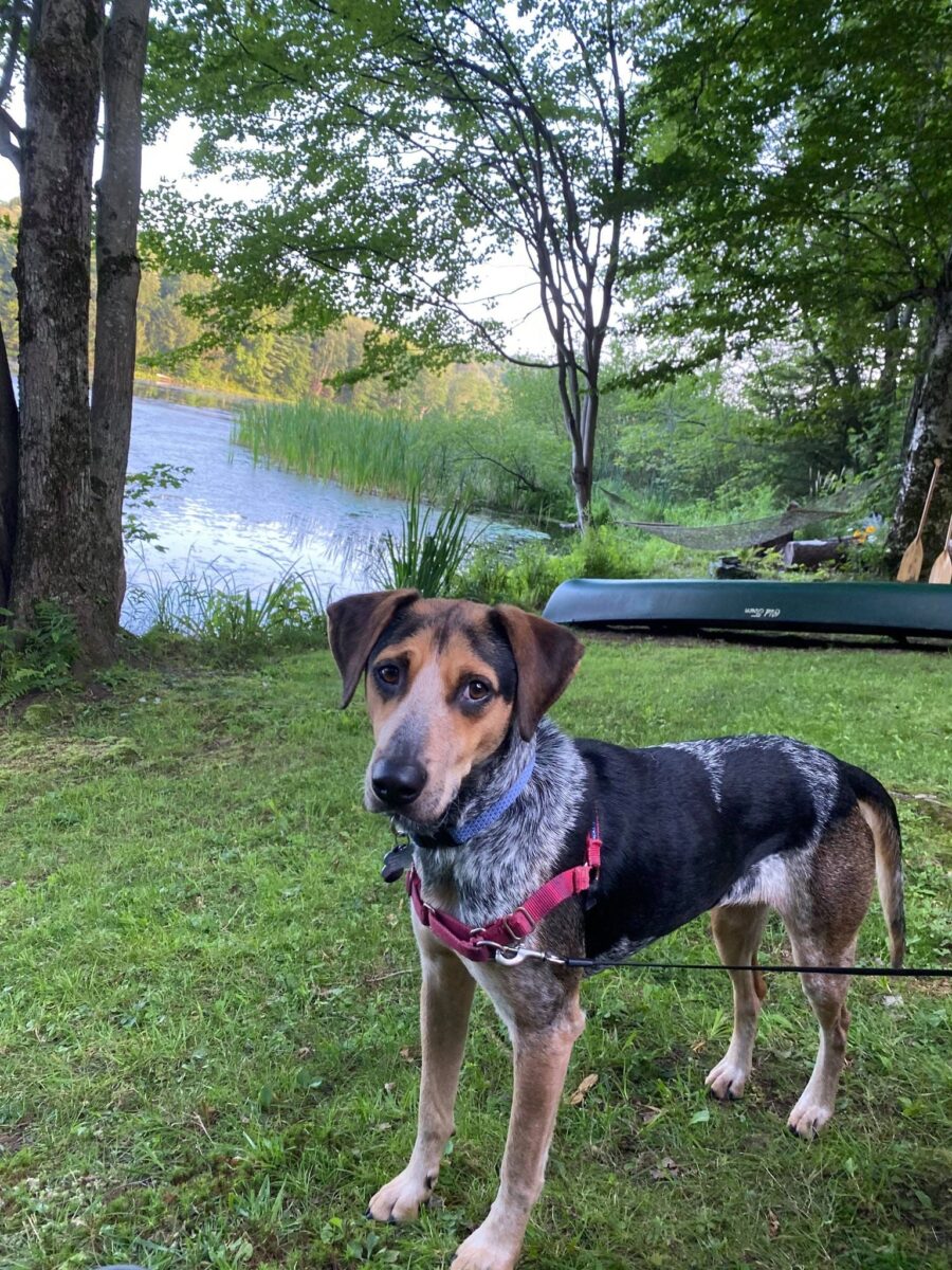 Ruby | Passion 4 Paws