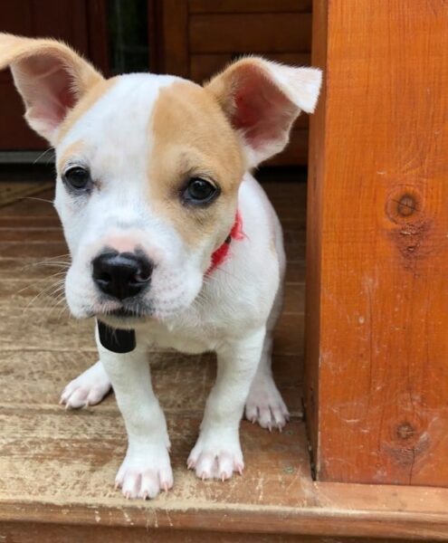 Adopted - Happy Tails! | Passion 4 Paws