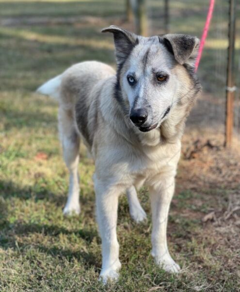 Senior Dogs Available for Adoption in Vermont | Passion 4 Paws