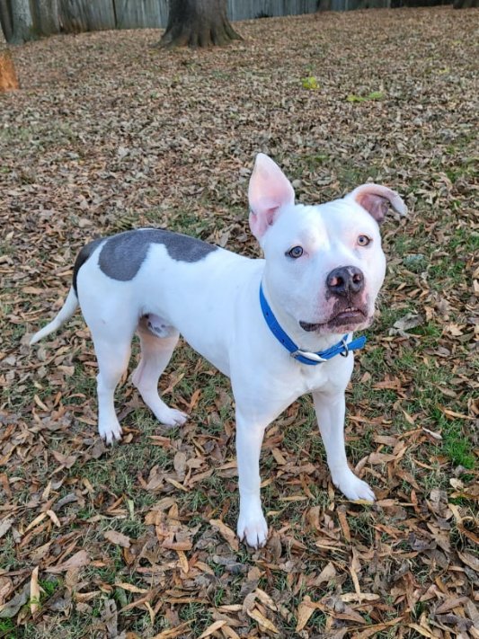 Davinci | Passion 4 Paws
