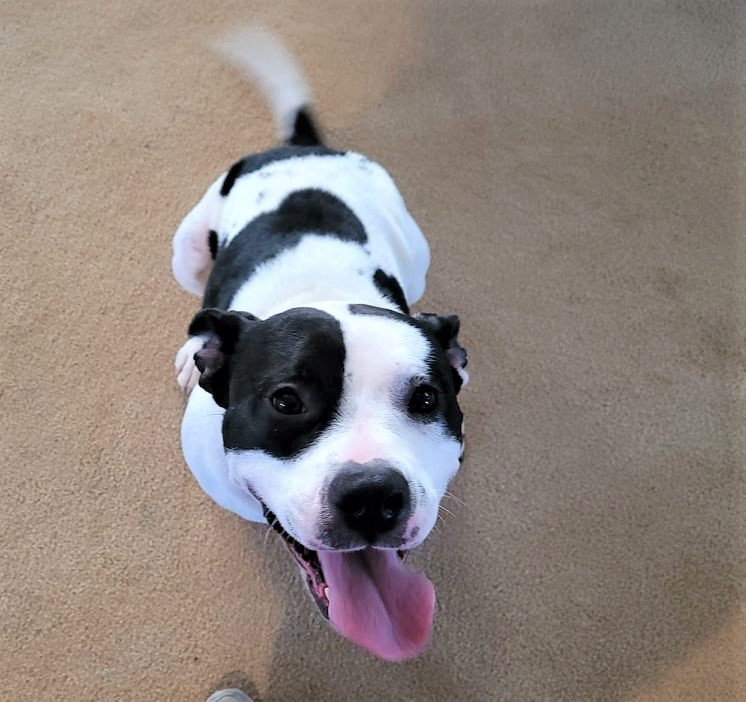 Roxy | Passion 4 Paws