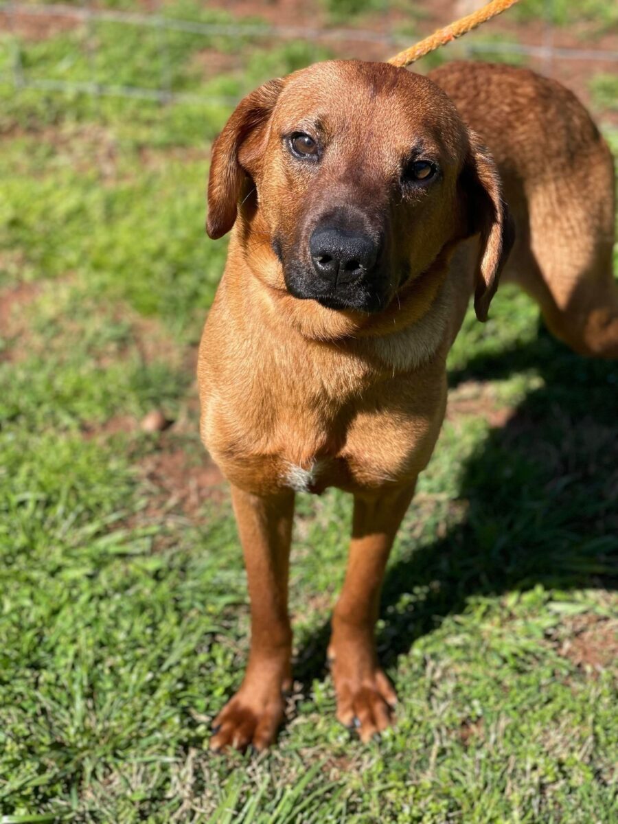 Ruby | Passion 4 Paws