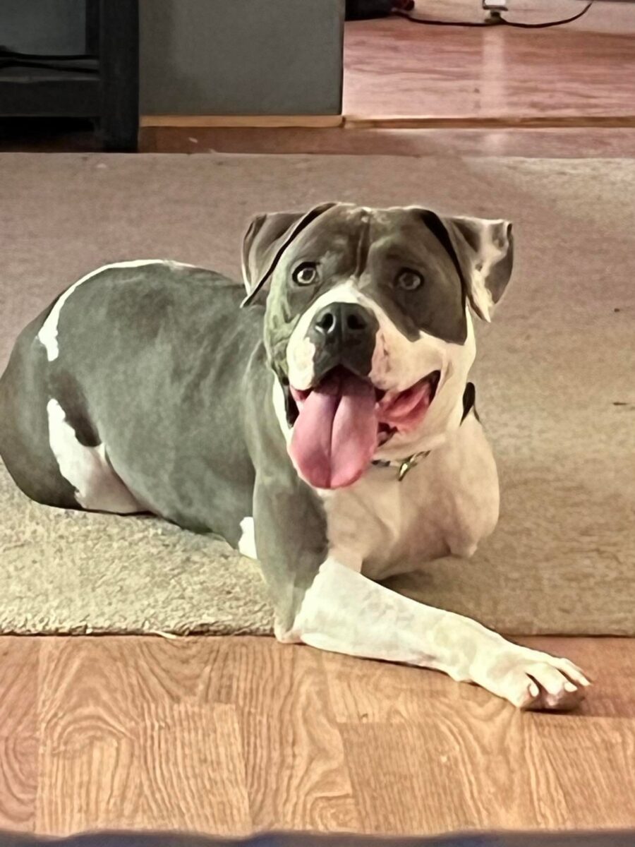Salem | Passion 4 Paws