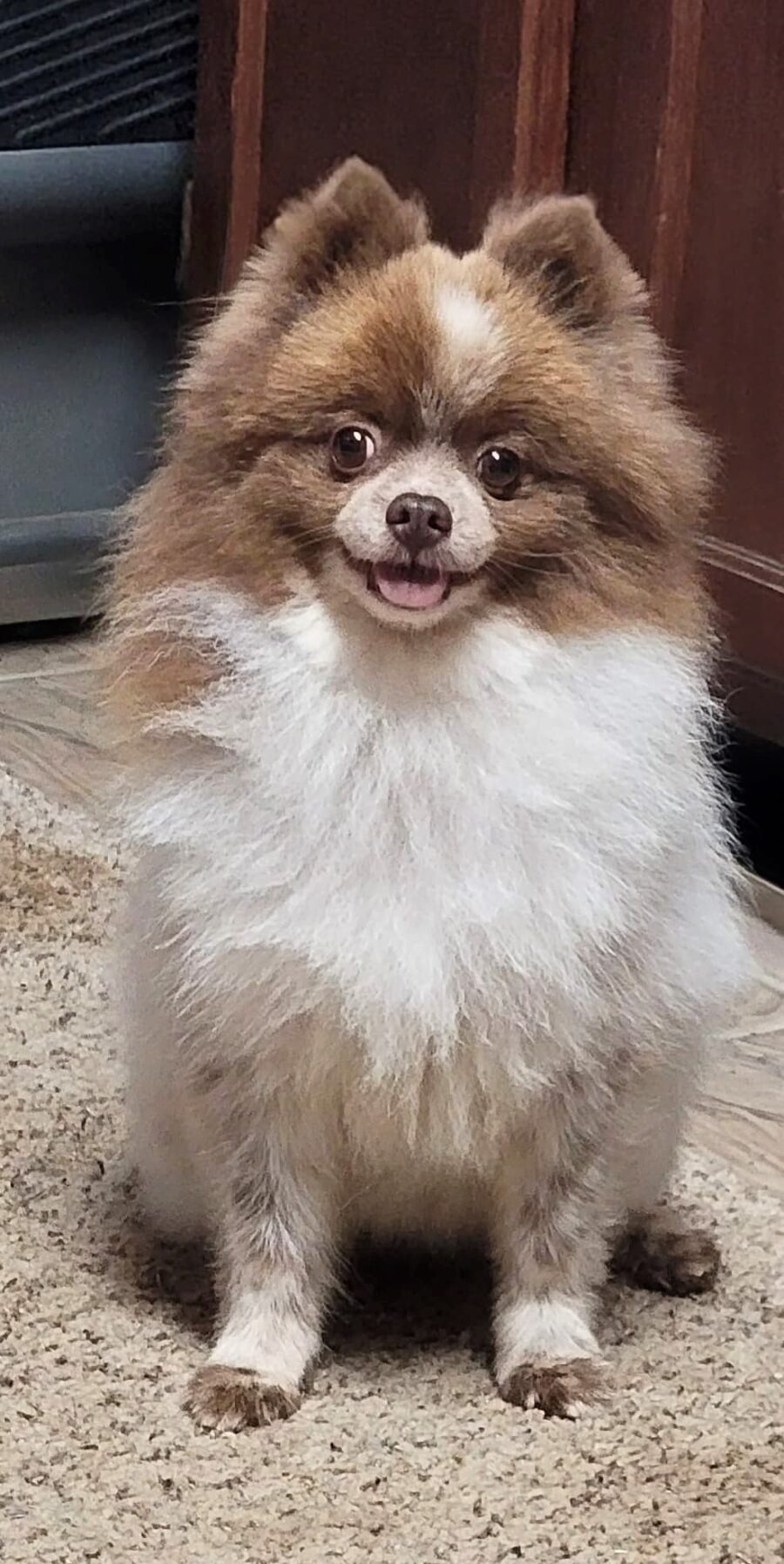 Cha Cha | Passion 4 Paws