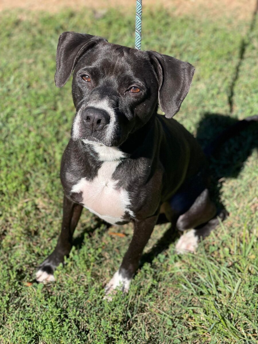 Leroy | Passion 4 Paws