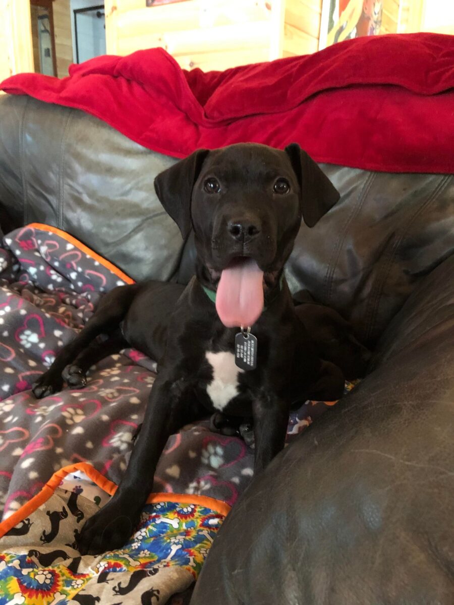 Charlie | Passion 4 Paws
