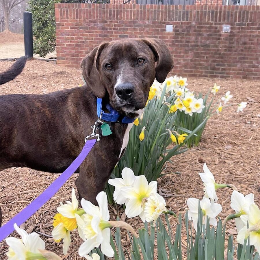 Mandy | Passion 4 Paws