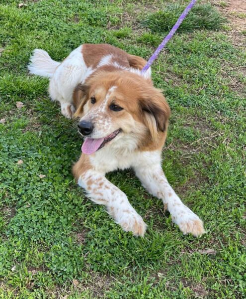 Adopted - Happy Tails! | Passion 4 Paws