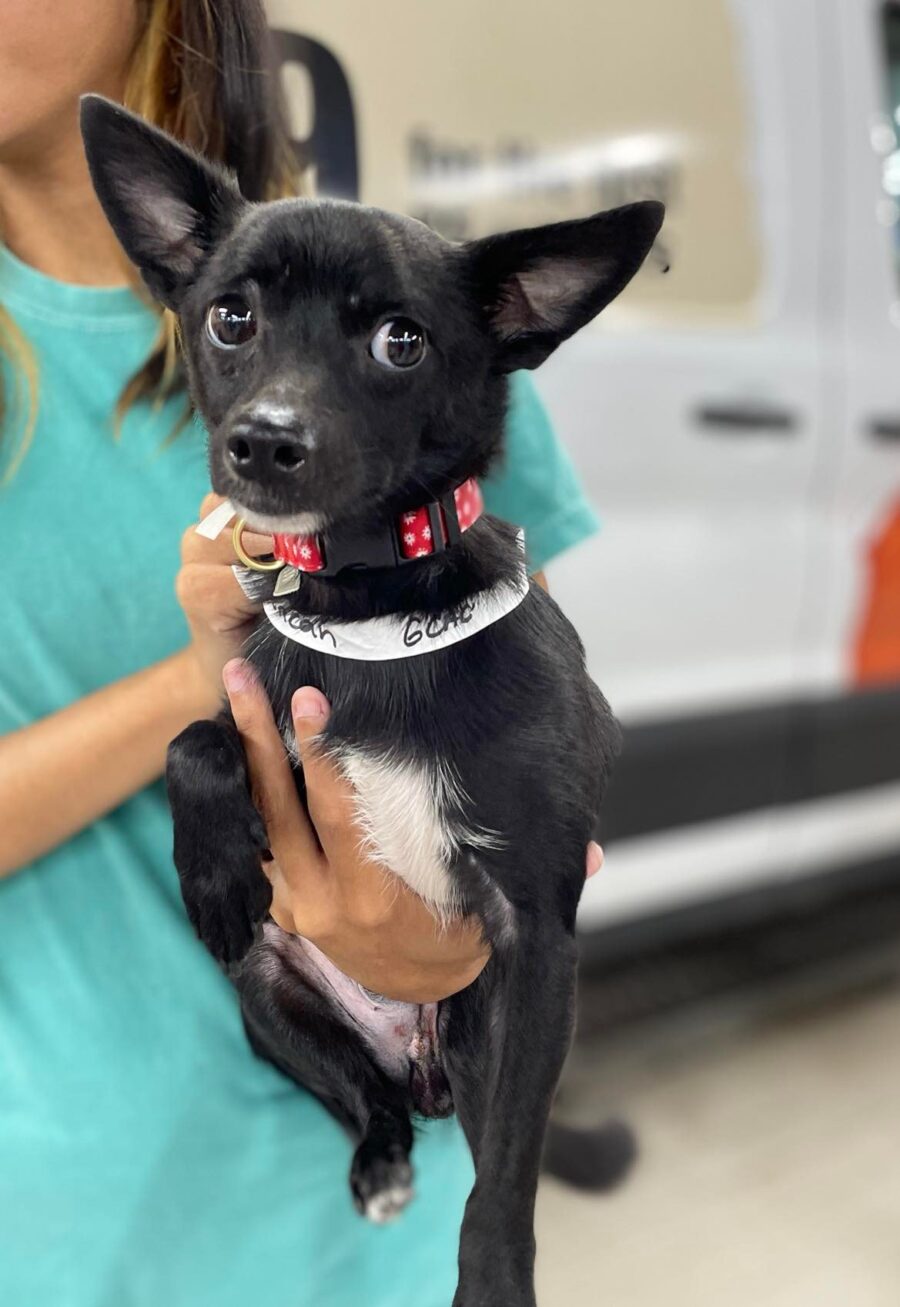 Black Chihuahua Terrier Mix