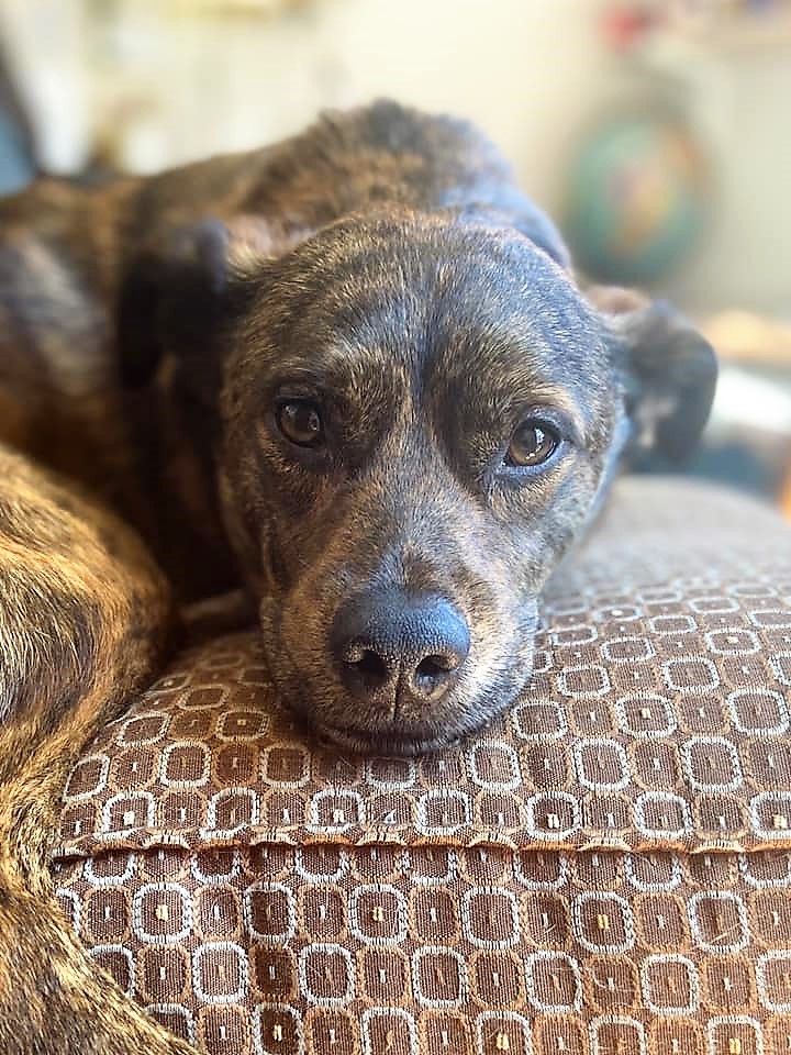 Charlie | Passion 4 Paws