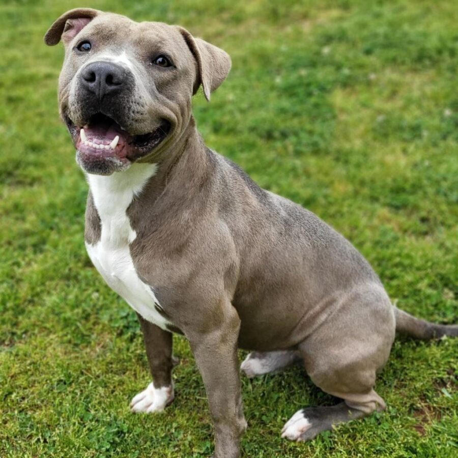 Heritage | Passion 4 Paws