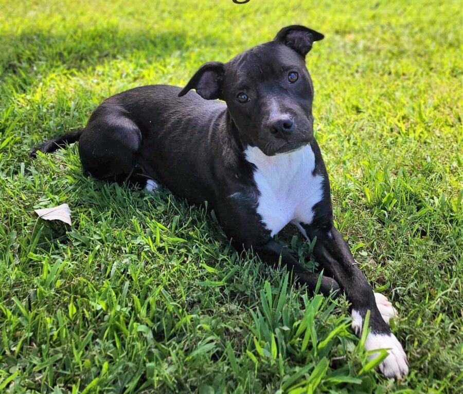 Dandelion Passion 4 Paws