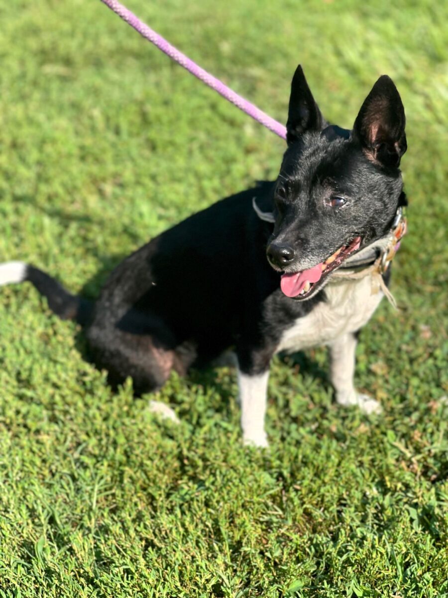 TC | Passion 4 Paws