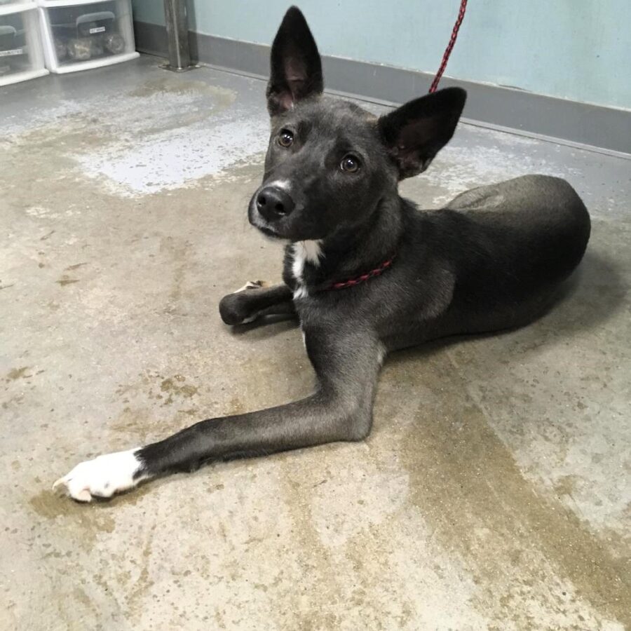 Emily | Passion 4 Paws