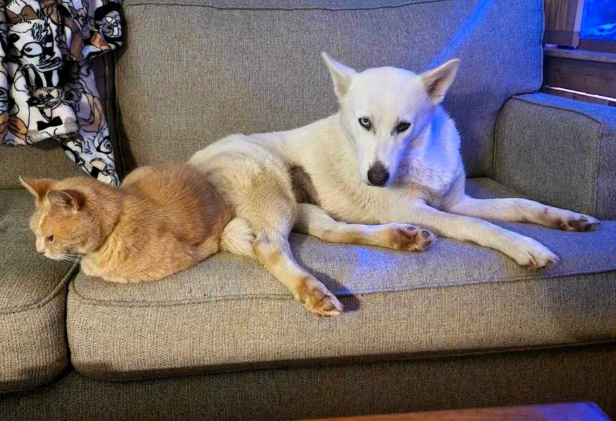 Aspen | Passion 4 Paws