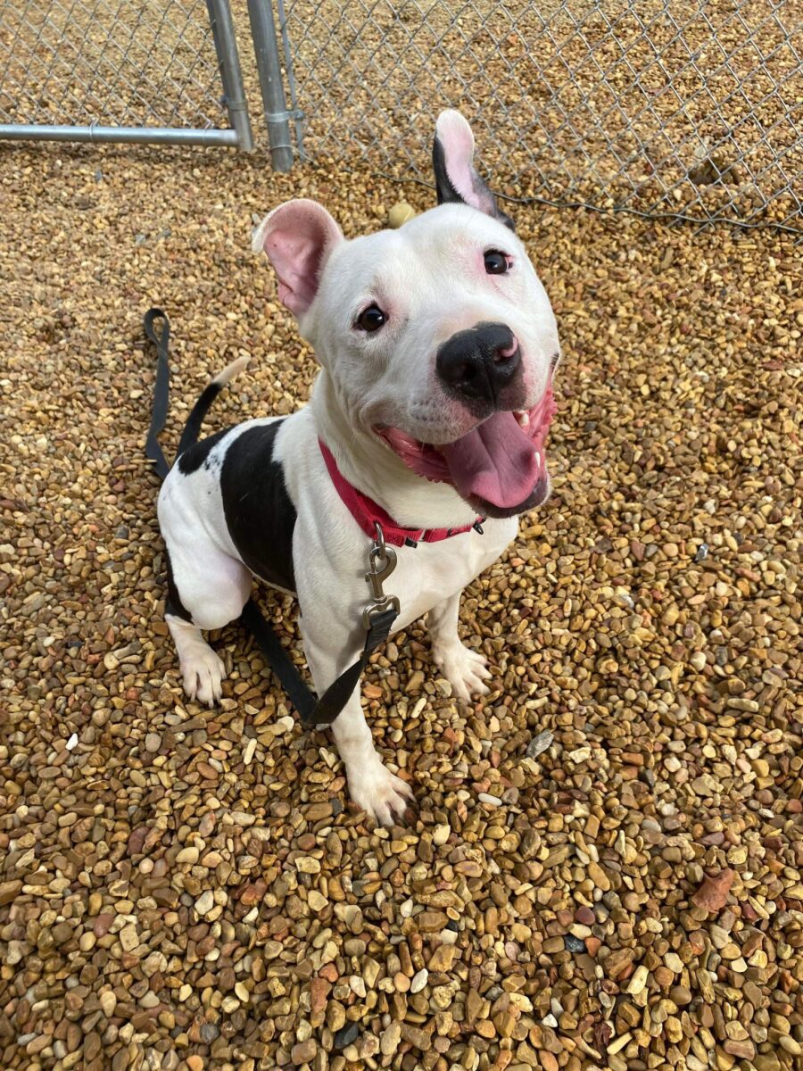 Mandy | Passion 4 Paws