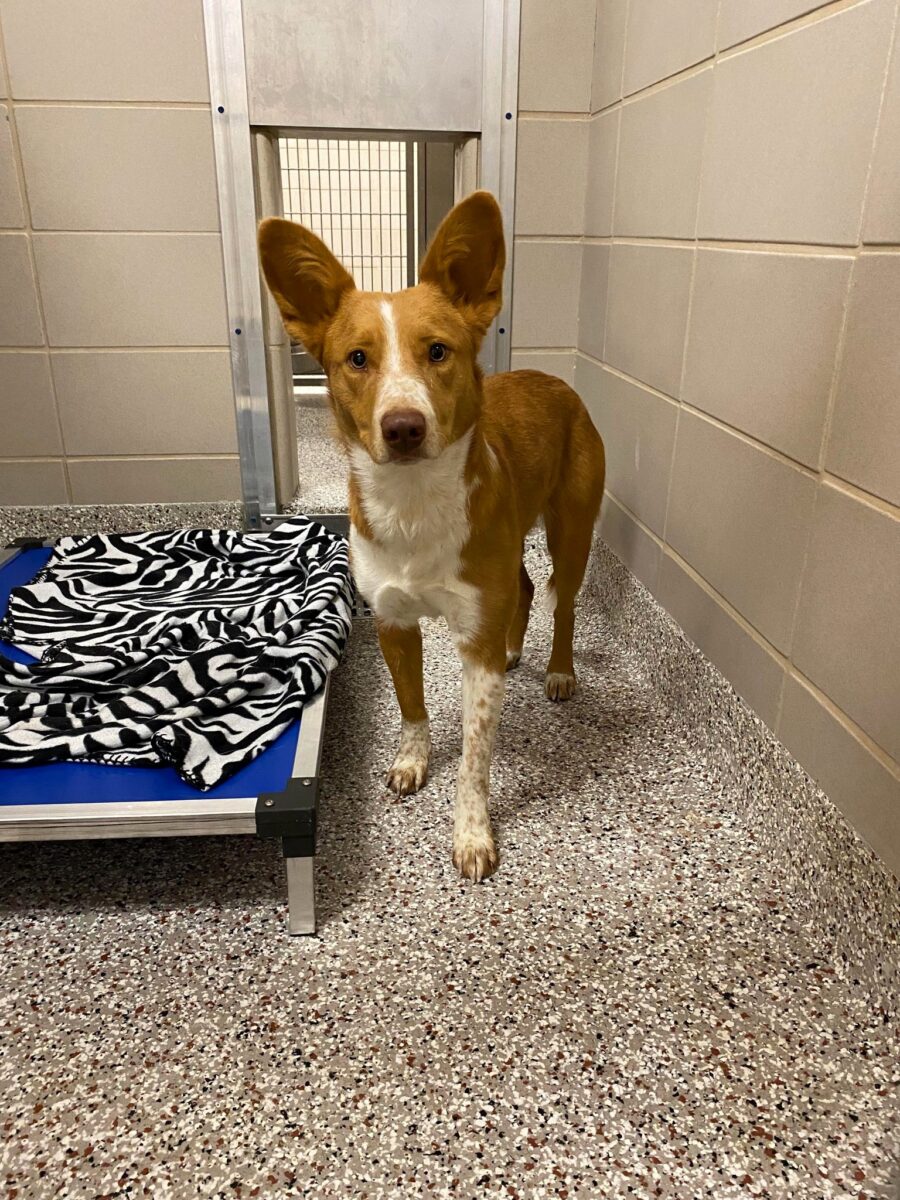 Mandy | Passion 4 Paws