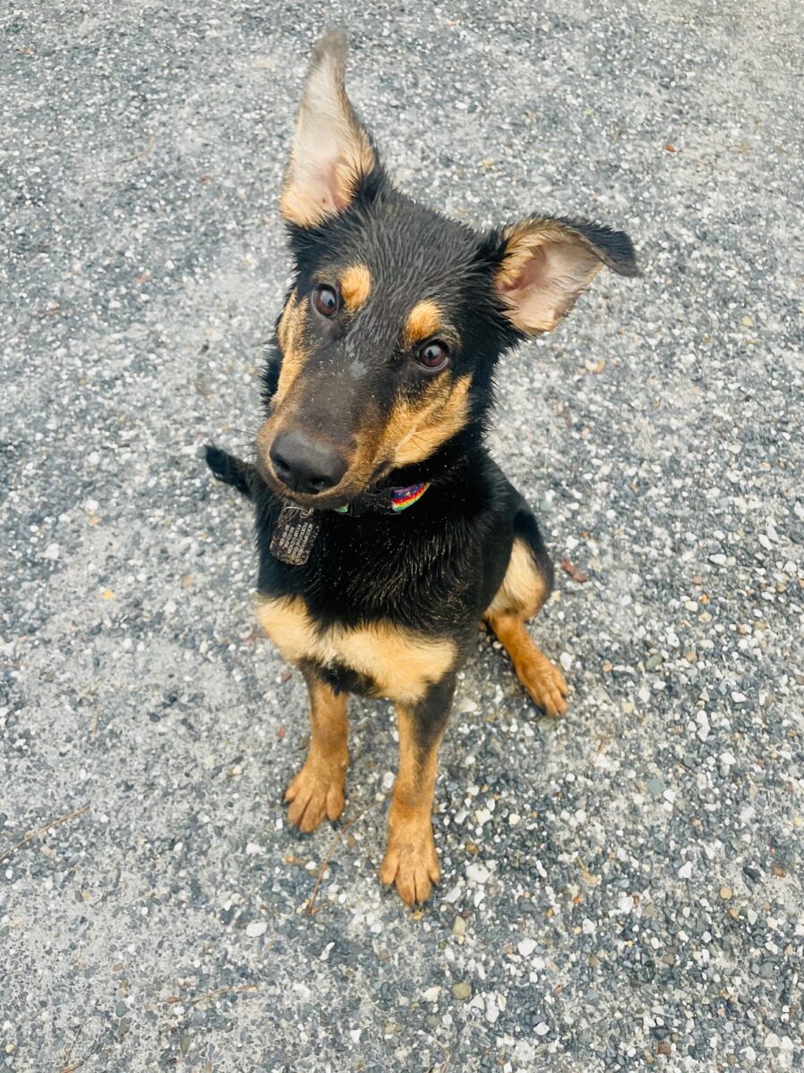 Ladybug | Passion 4 Paws