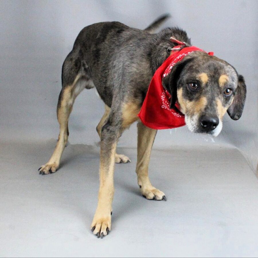 Buddie | Passion 4 Paws