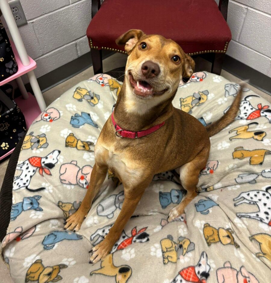 Princess Passion 4 Paws