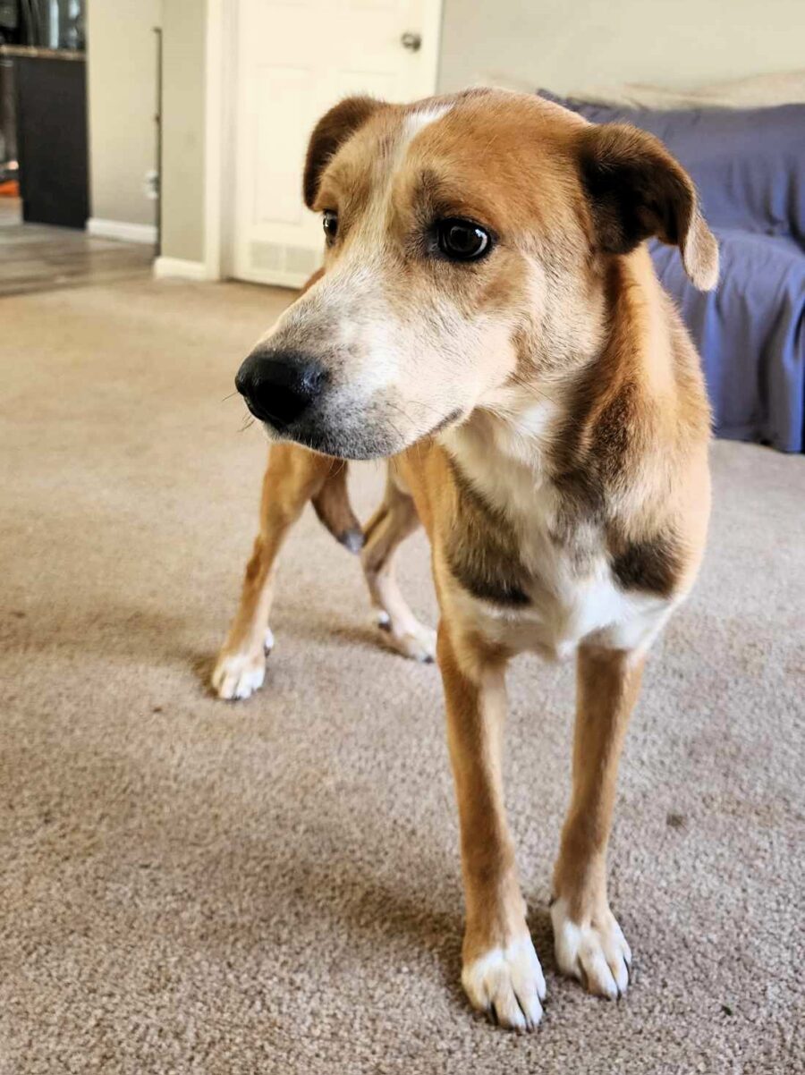 Kyle | Passion 4 Paws