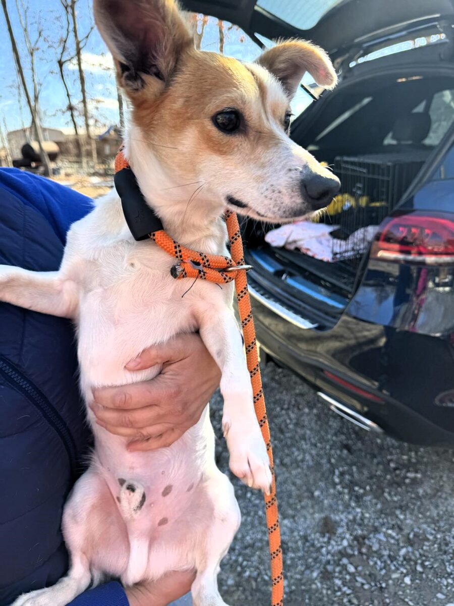 Bravo | Passion 4 Paws