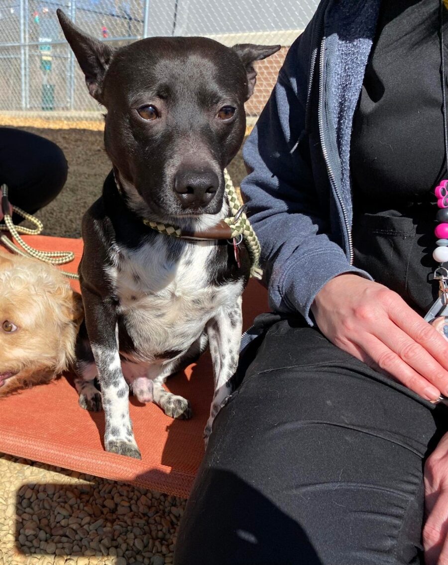 Sherman | Passion 4 Paws