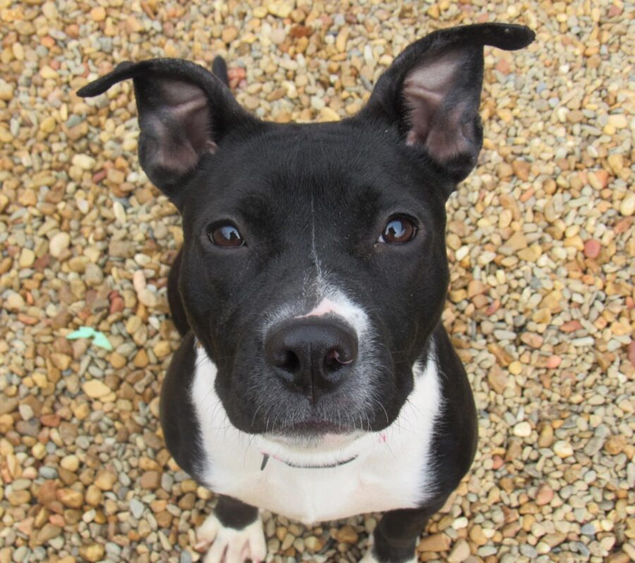Gigi | Passion 4 Paws