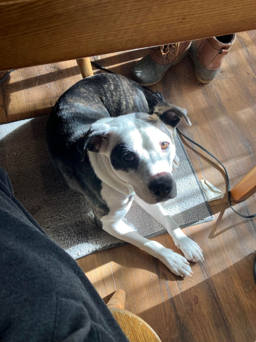 Indy | Passion 4 Paws