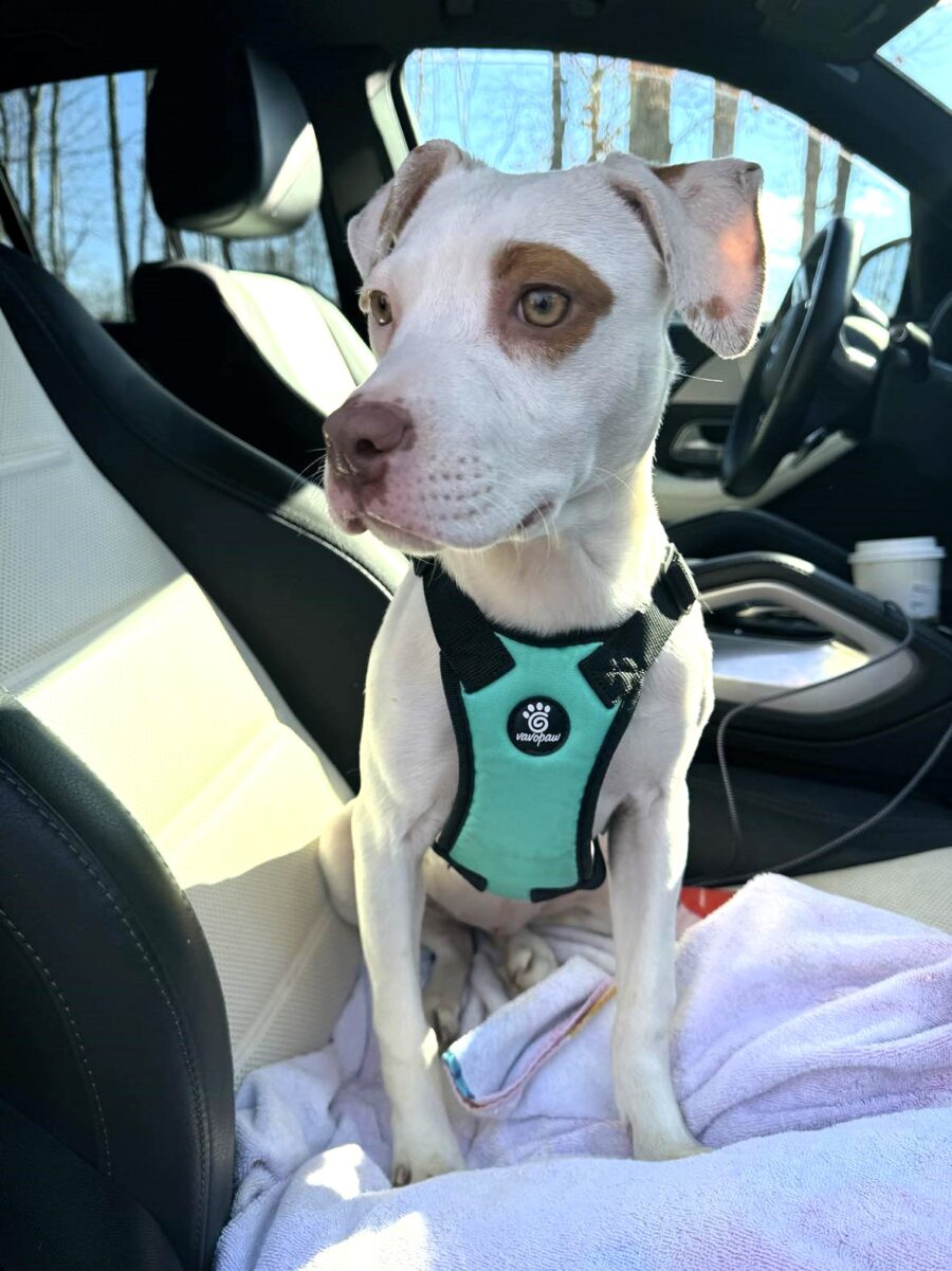 Ava | Passion 4 Paws