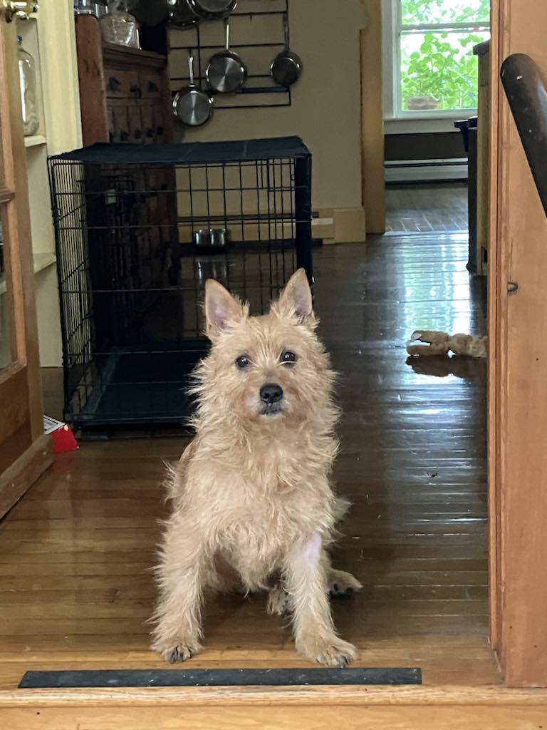 Mandy | Passion 4 Paws