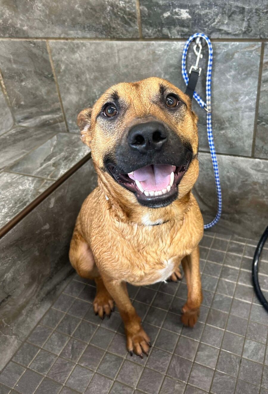 Cooper | Passion 4 Paws