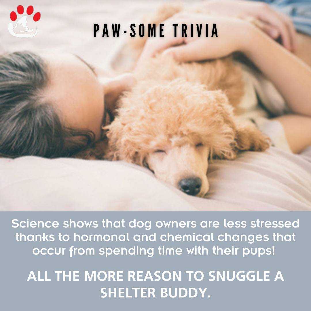 Blaze | Passion 4 Paws