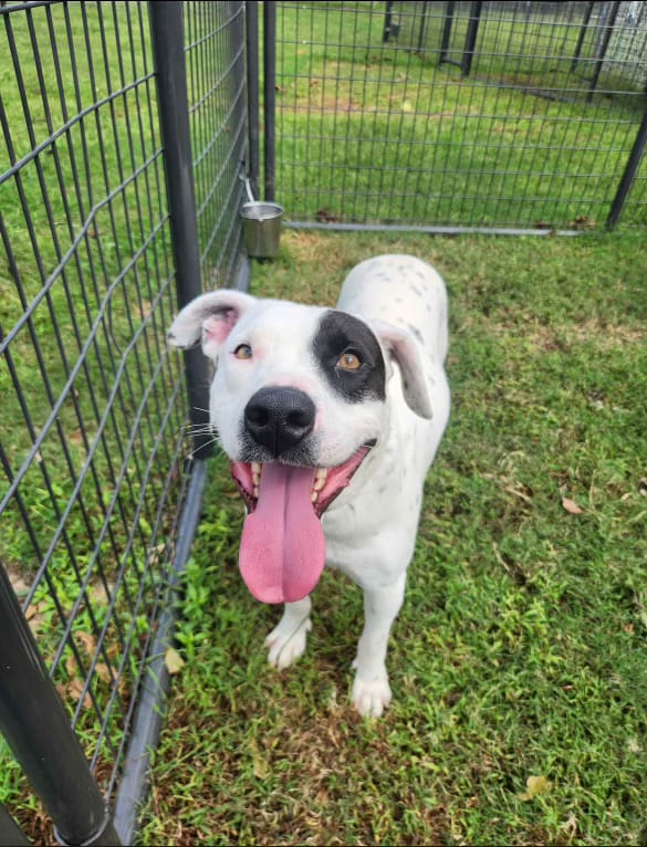Kudzu | Passion 4 Paws