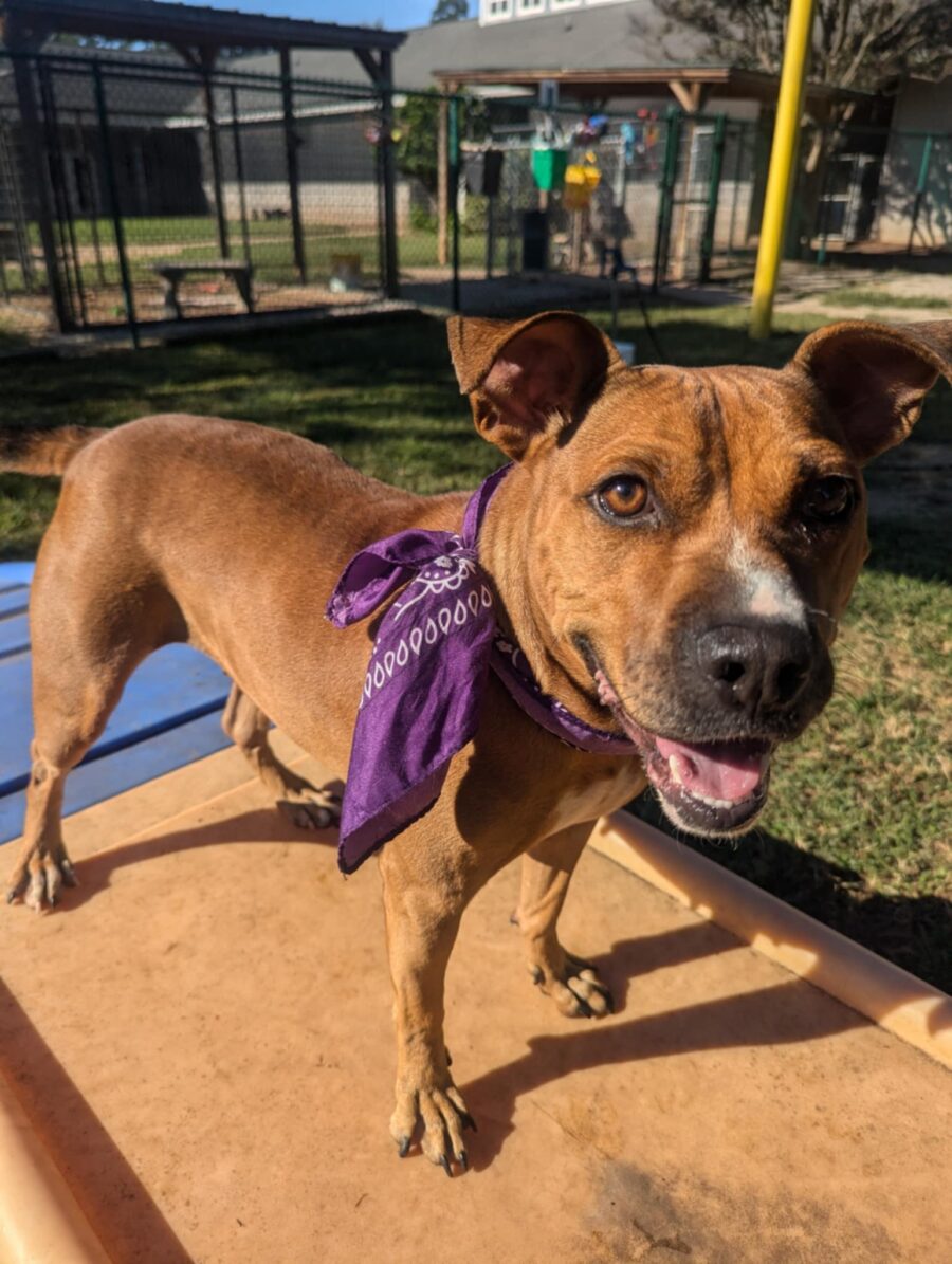 Veronica | Passion 4 Paws