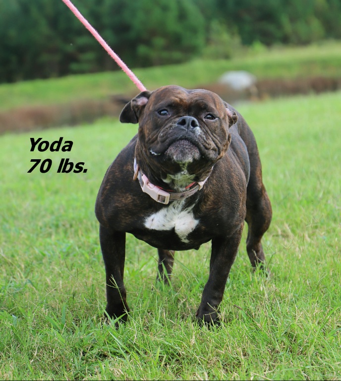 Yoda | Passion 4 Paws