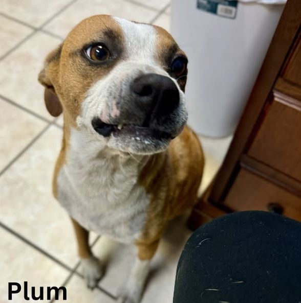 Plum | Passion 4 Paws