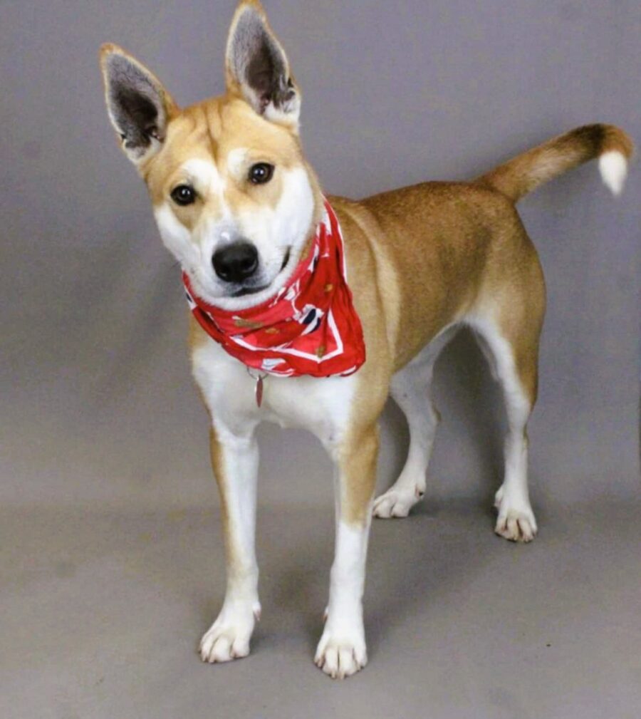 Lucy | Passion 4 Paws